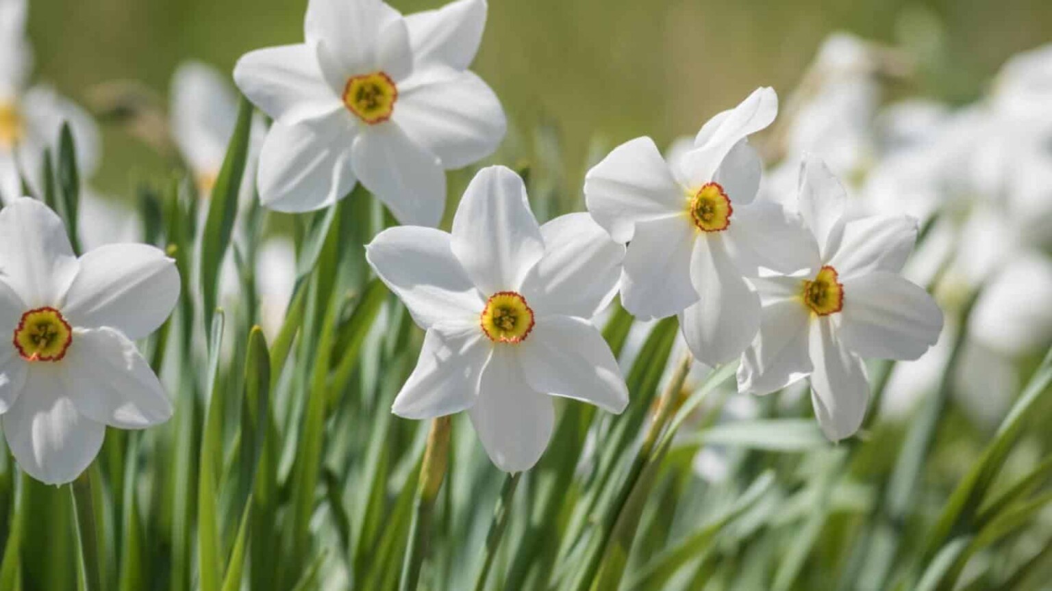 A Guide to March Birth Flowers: Meanings and Significance | Planet Natural