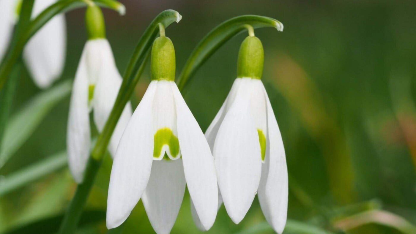 Birth Flowers for January: Meanings, History, and Symbolism