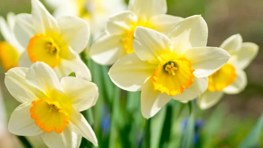 A Guide to March Birth Flowers: Meanings and Significance | Planet Natural