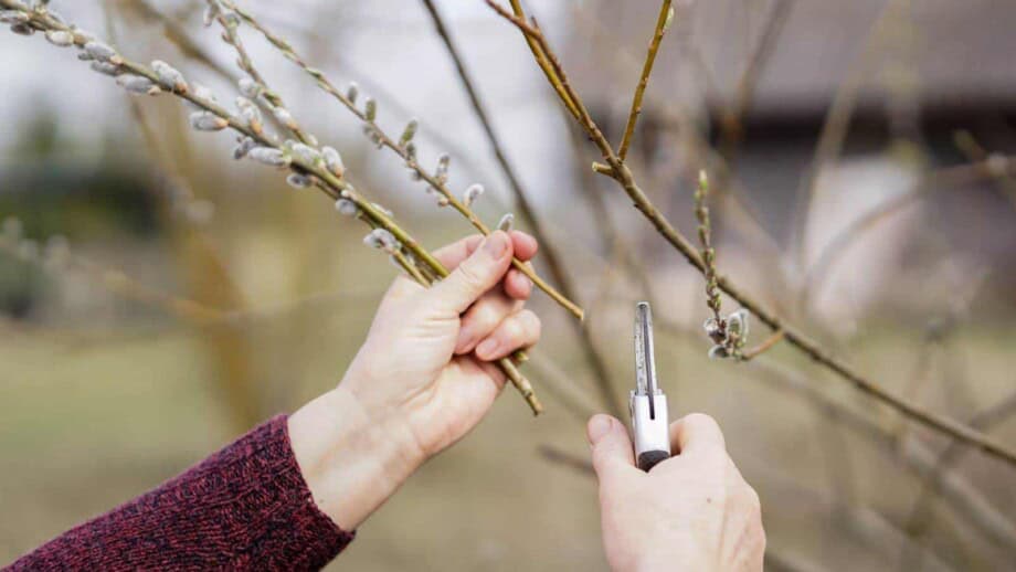 How to Plant, Grow, and Care for Pussy Willow (Salix spp.)