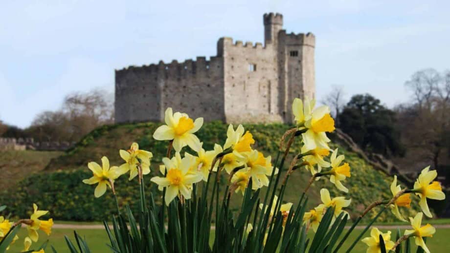 A Guide to March Birth Flowers: Meanings and Significance | Planet Natural