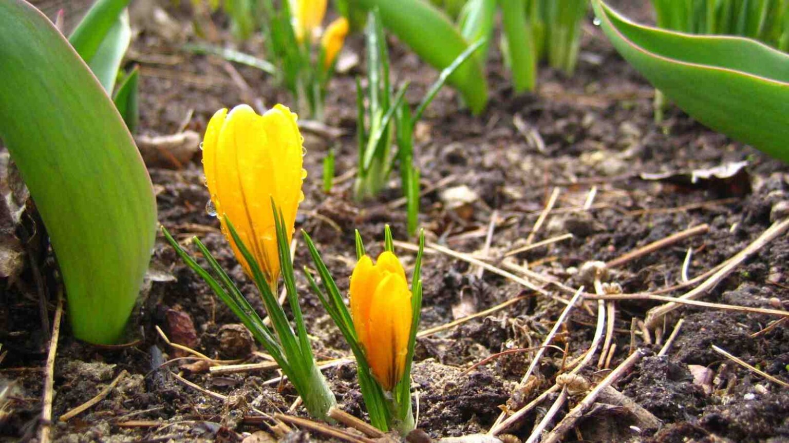 How to Plant, Grow, and Care for Freesia (Complete Guide)