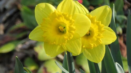 A Guide to March Birth Flowers: Meanings and Significance | Planet Natural