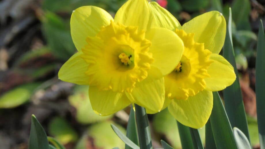 A Guide to March Birth Flowers: Meanings and Significance | Planet Natural