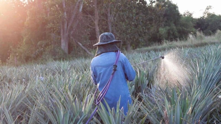 How to Grow and Care for Pineapple Plant (Complete Guide)