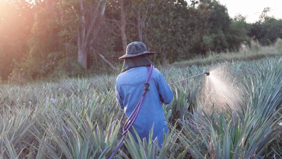 How to Grow and Care for Pineapple Plant (Complete Guide)