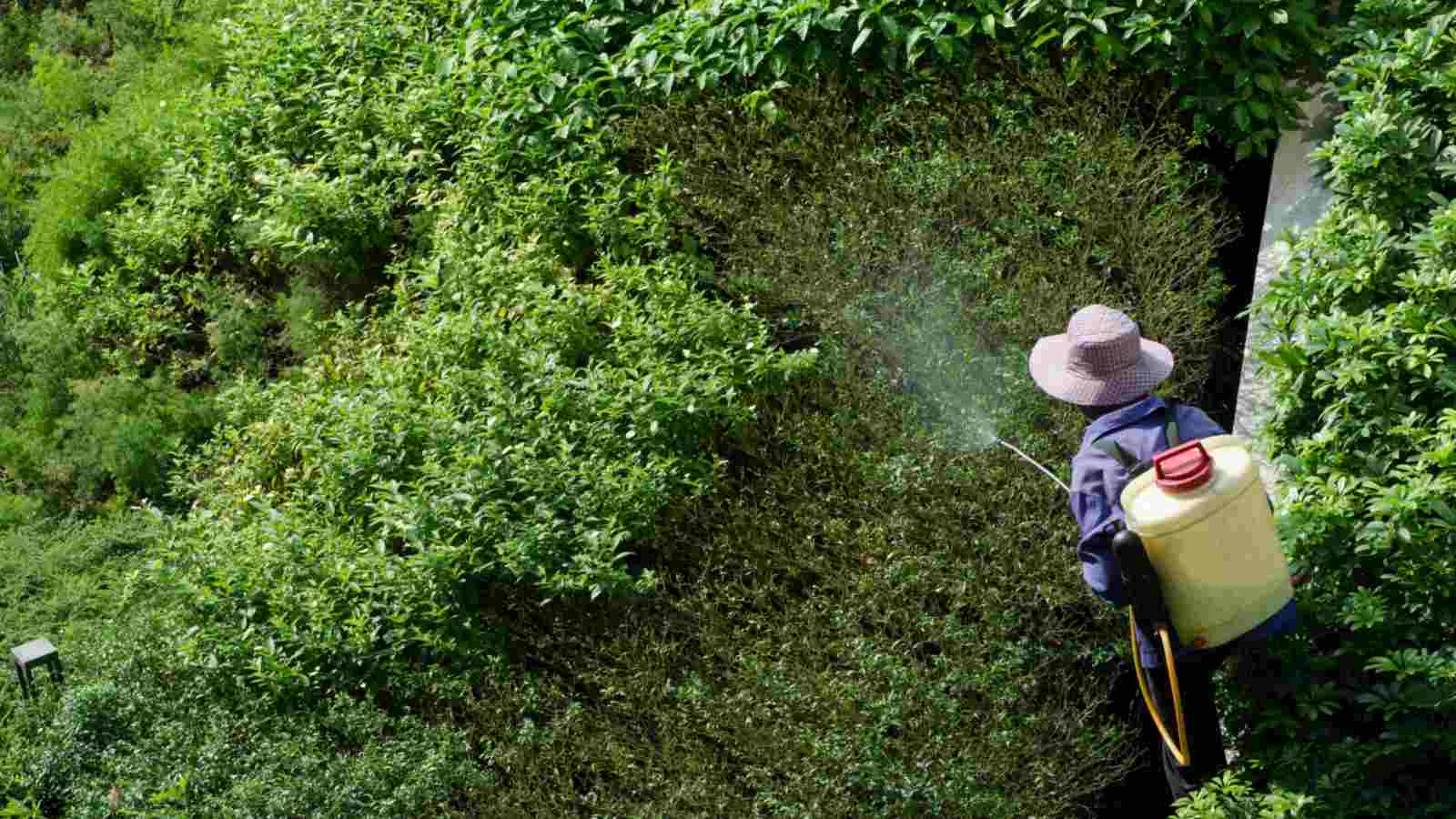 3 Best Homemade Weed Killer Recipes That Are Effective