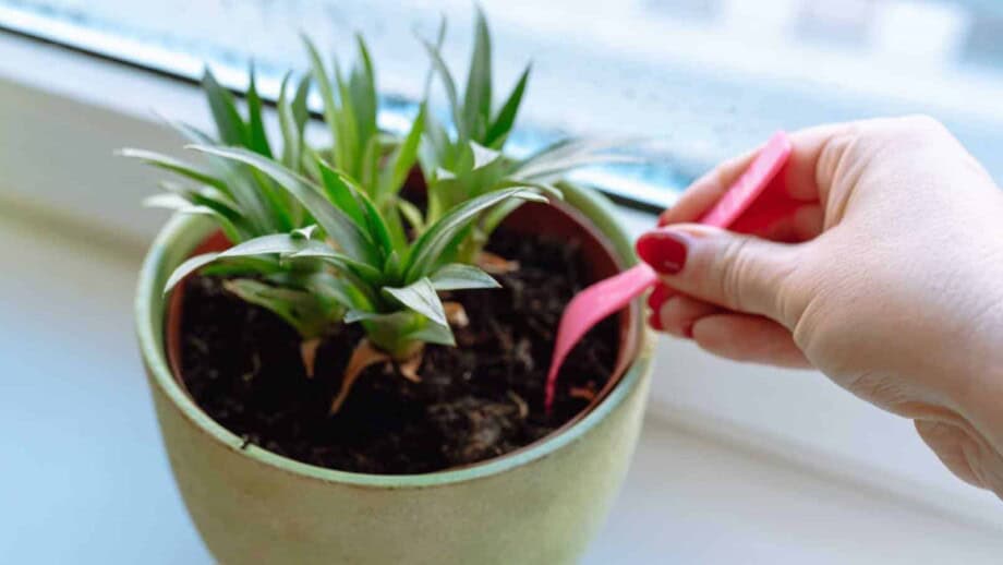 How to Grow and Care for Pineapple Plant (Complete Guide)