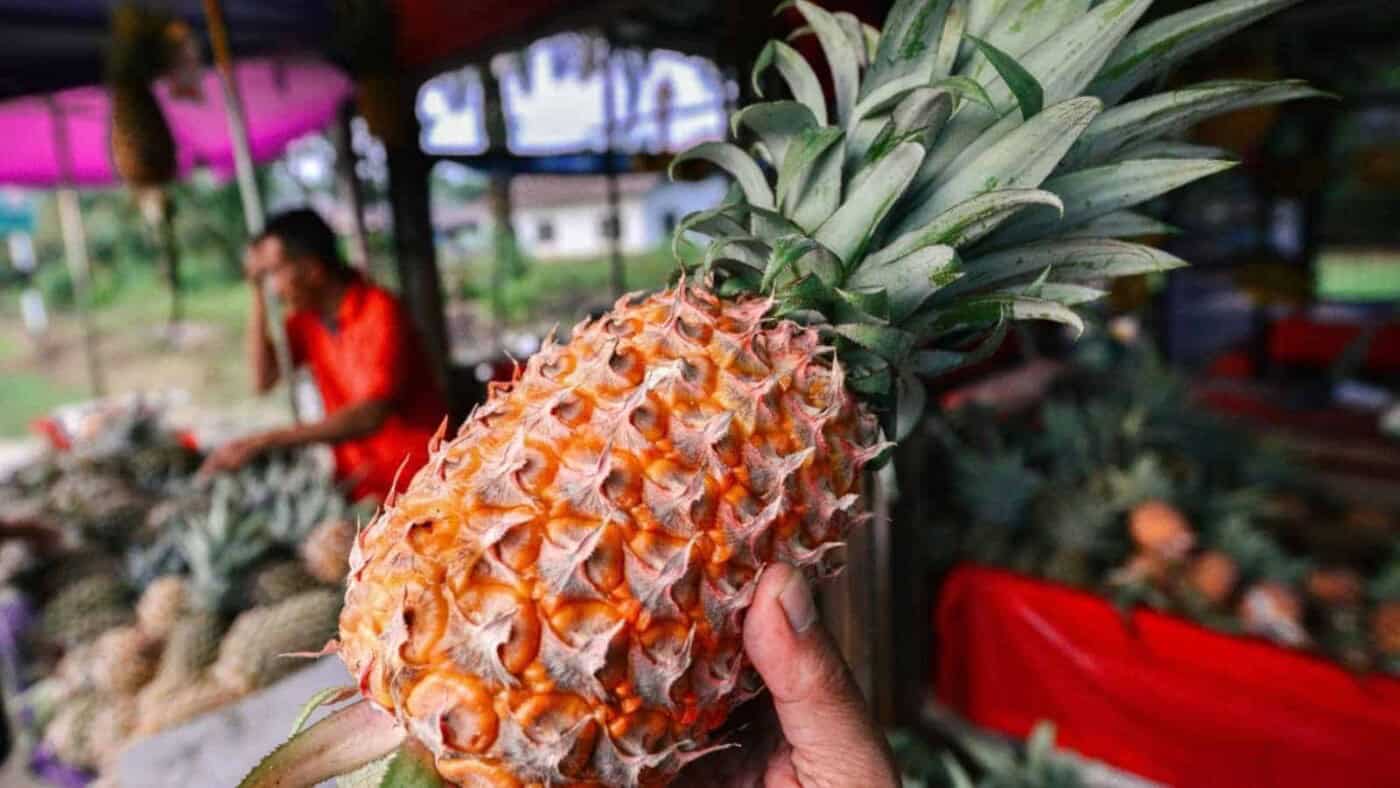 How to Grow and Care for Pineapple Plant (Complete Guide)