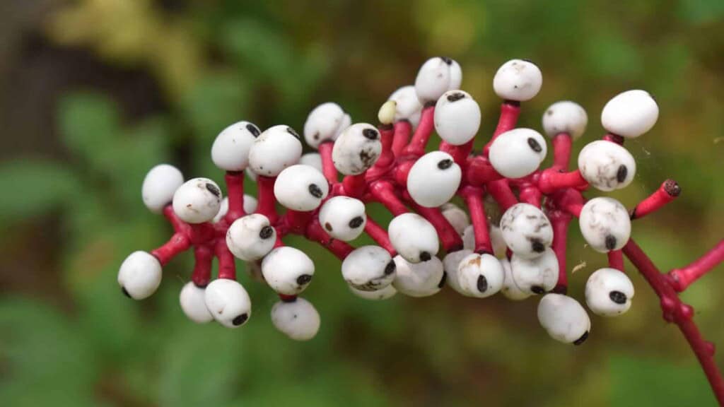 7 Best Spooky Plants for Your Halloween Garden