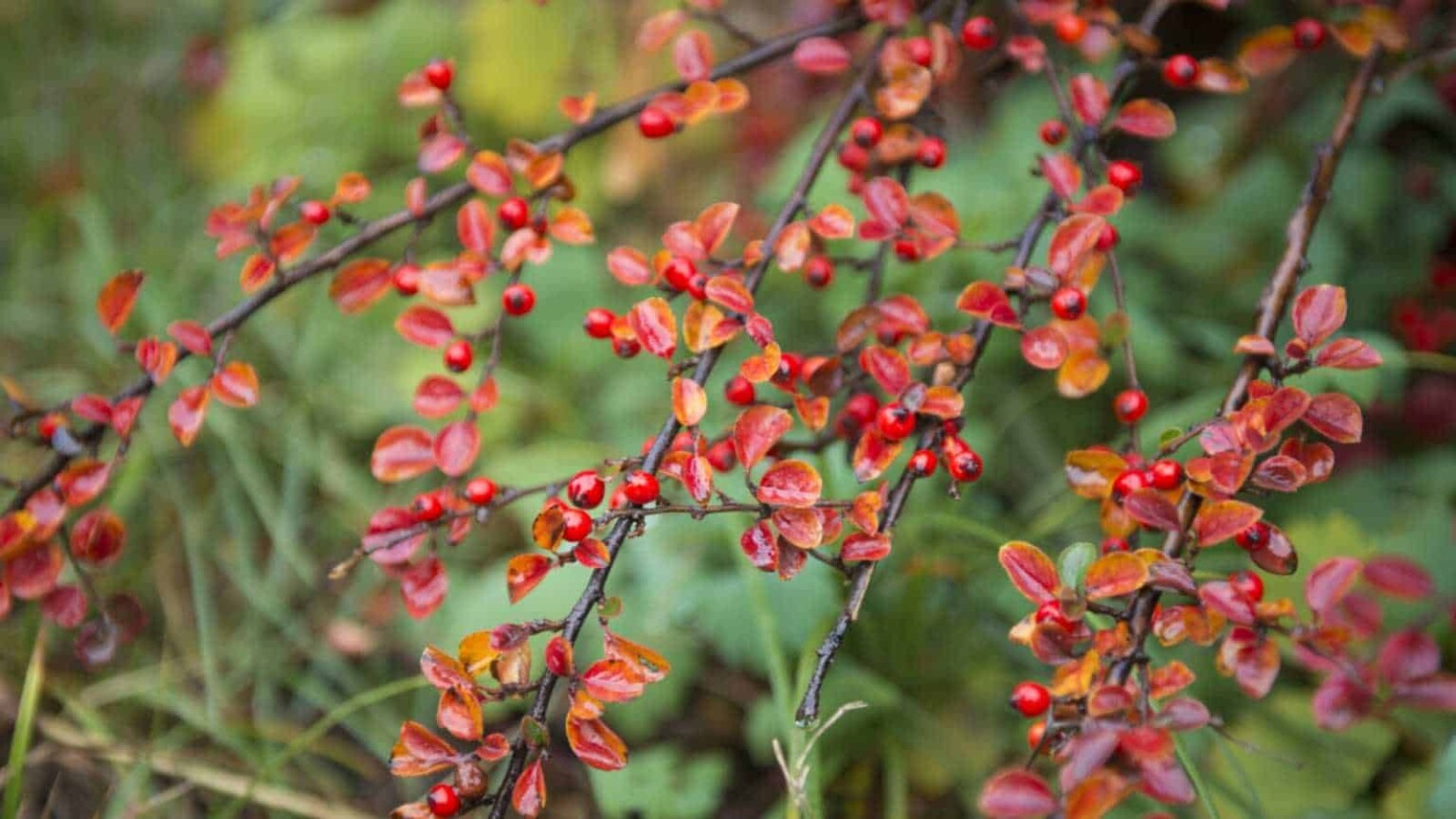 How to Plant, Grow, and Care for Dogwood Tree Easily