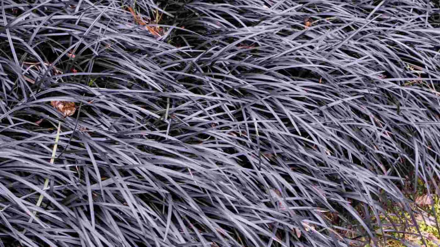 7 Best Spooky Plants for Your Halloween Garden
