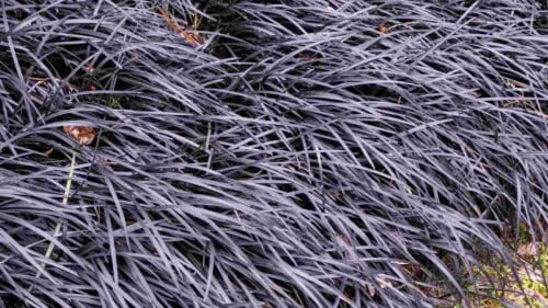 7 Best Spooky Plants for Your Halloween Garden