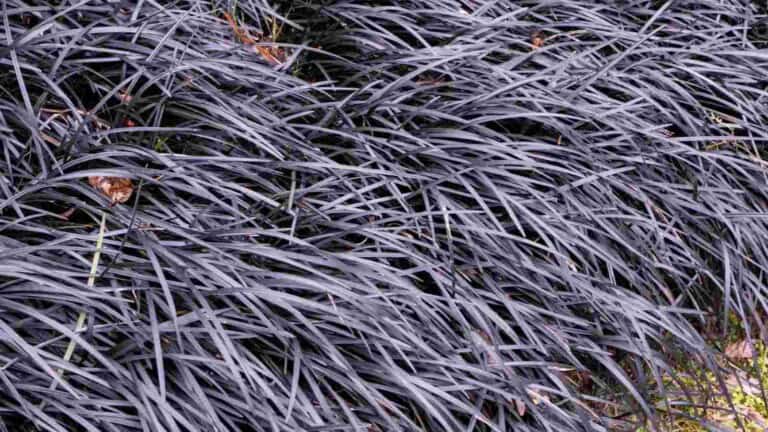 7 Best Spooky Plants for Your Halloween Garden