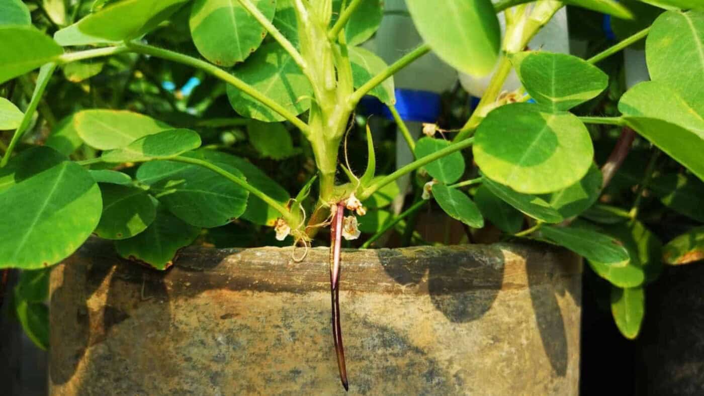 How to Plant, Grow, and Harvest Peanut Plants