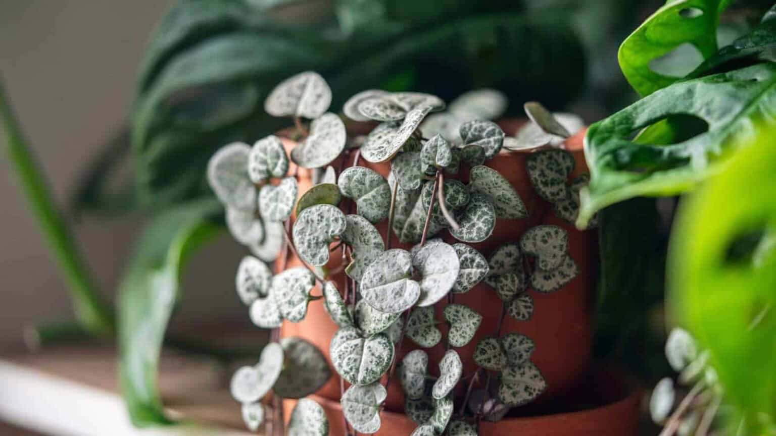 7 Best Spooky Plants for Your Halloween Garden