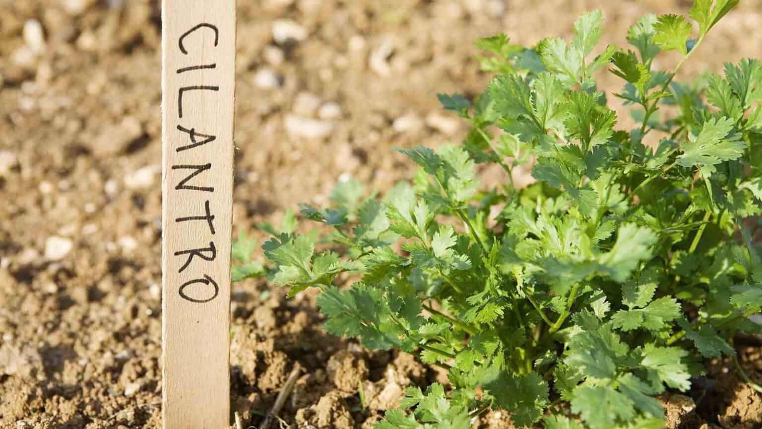 11 Veggies That Thrive During Fall Growing Season