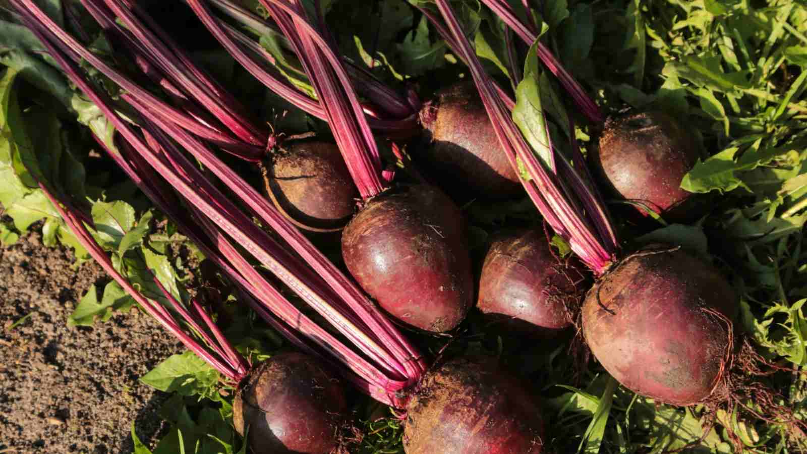 11 Veggies That Thrive During Fall Growing Season