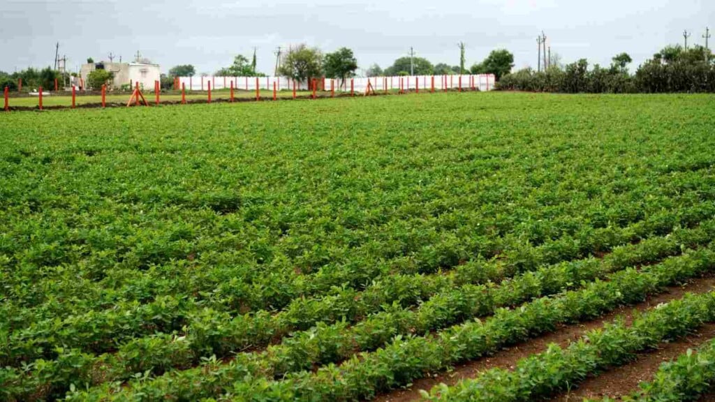 How to Plant, Grow, and Harvest Peanut Plants