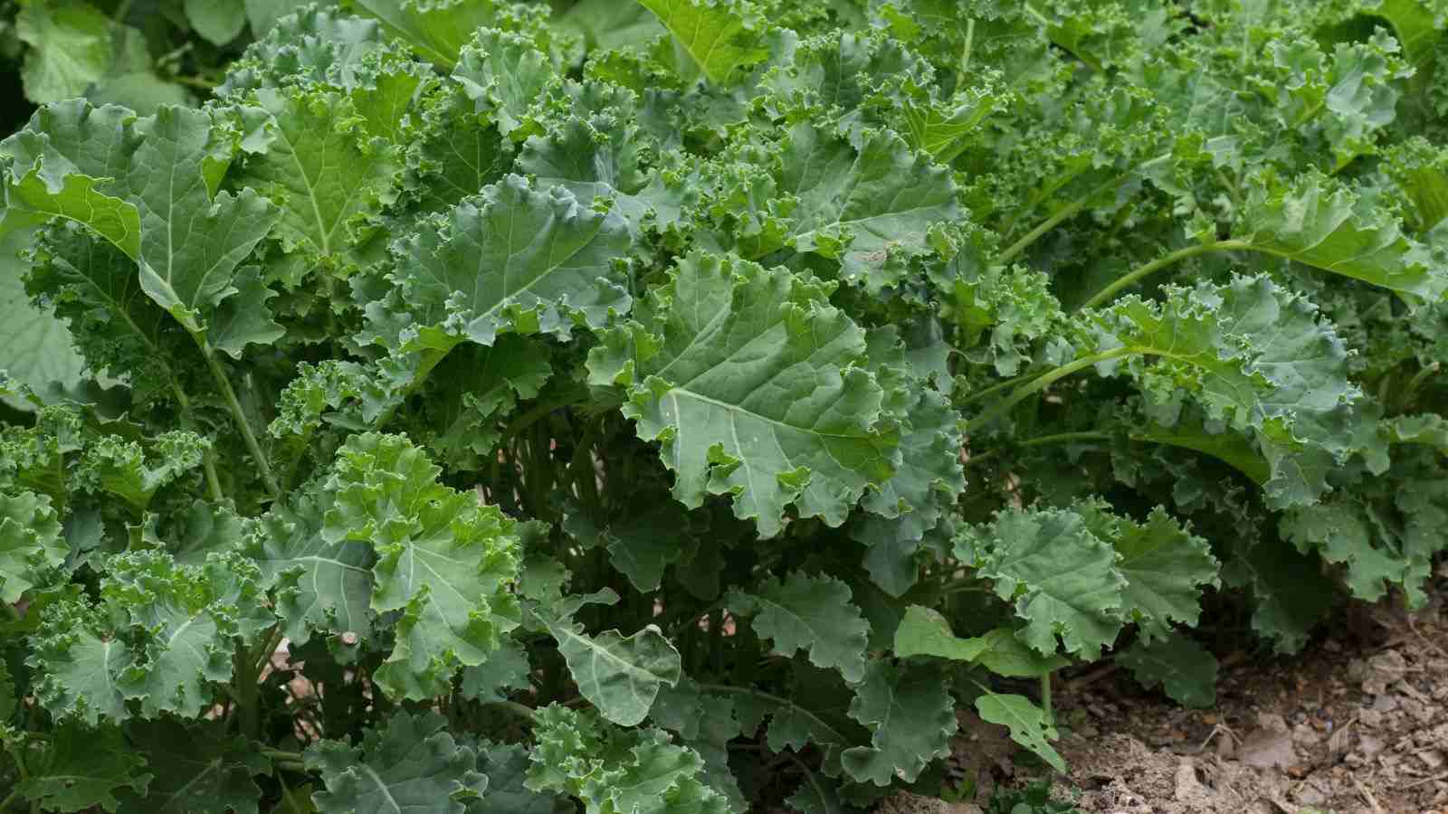 11 Veggies That Thrive During Fall Growing Season