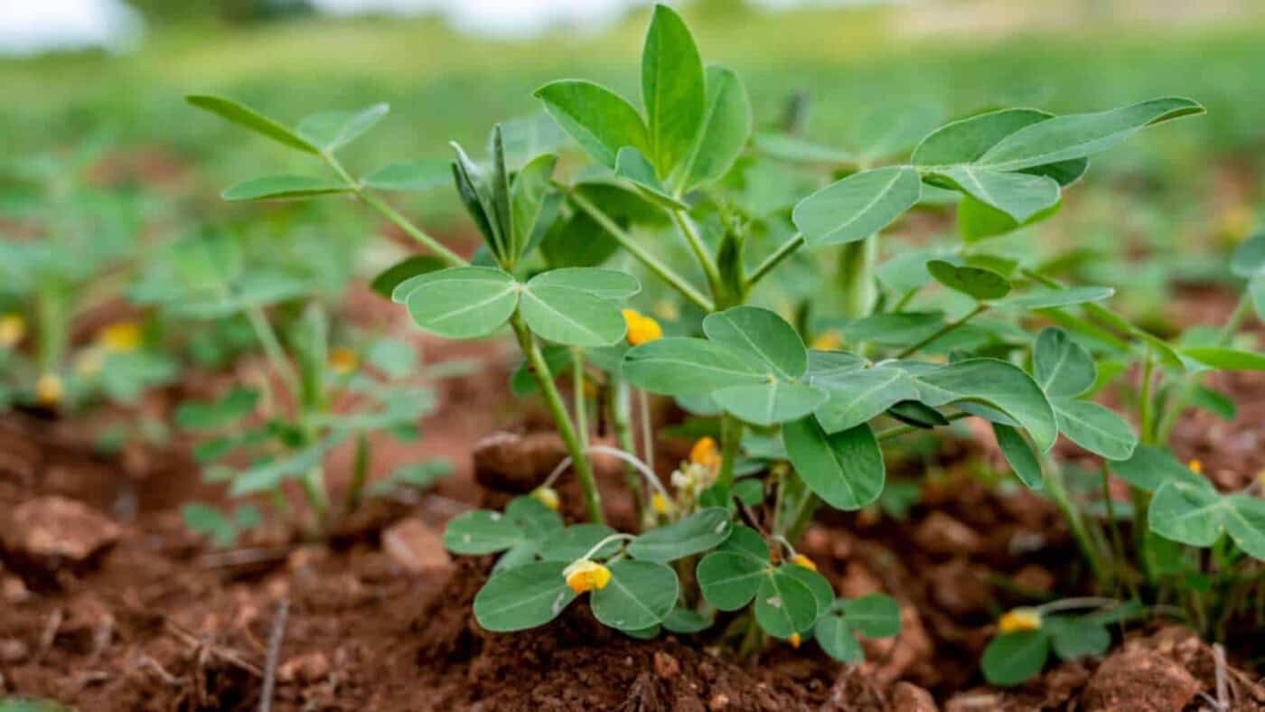 How to Plant, Grow, and Harvest Peanut Plants