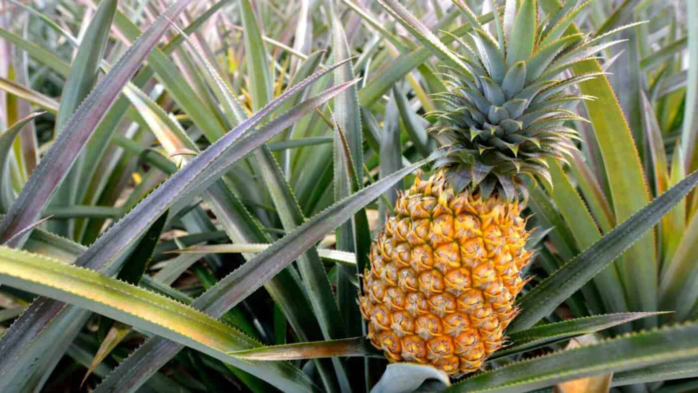 How to Grow and Care for Pineapple Plant (Complete Guide)