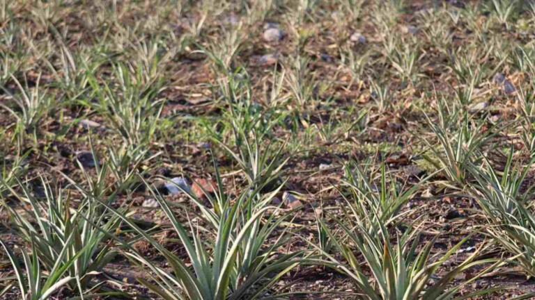How to Grow and Care for Pineapple Plant (Complete Guide)