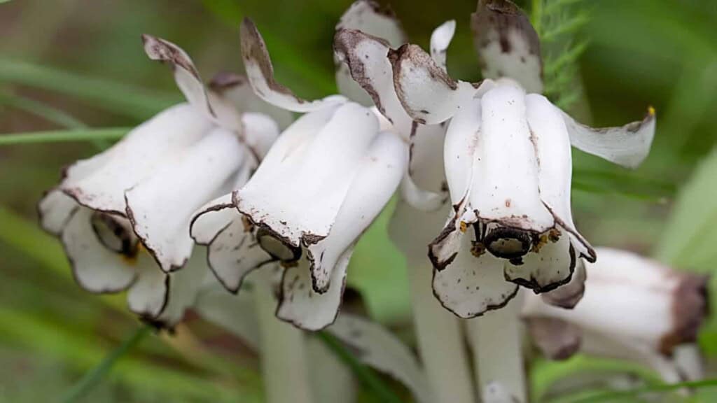 7 Best Spooky Plants for Your Halloween Garden