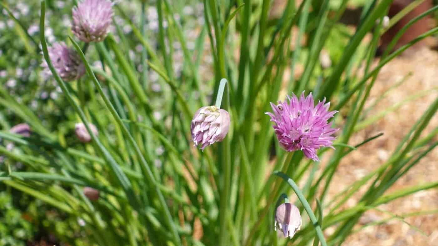 10 Herbs That Absolutely Thrive in Fall