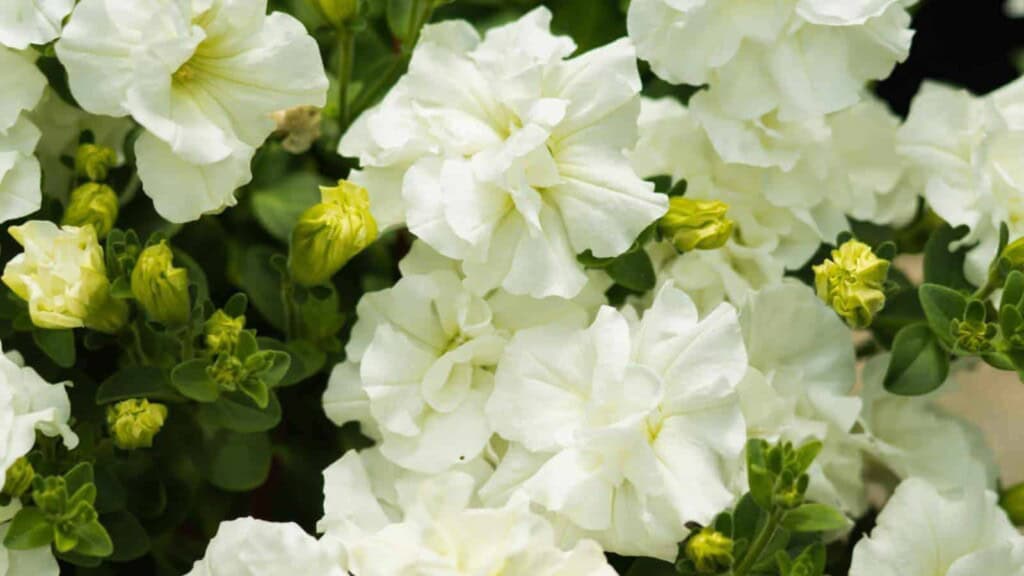 5 Incredible Plants That Glow In The Dark