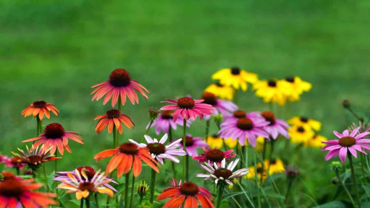 15 Wildflowers That Bloom in Fall