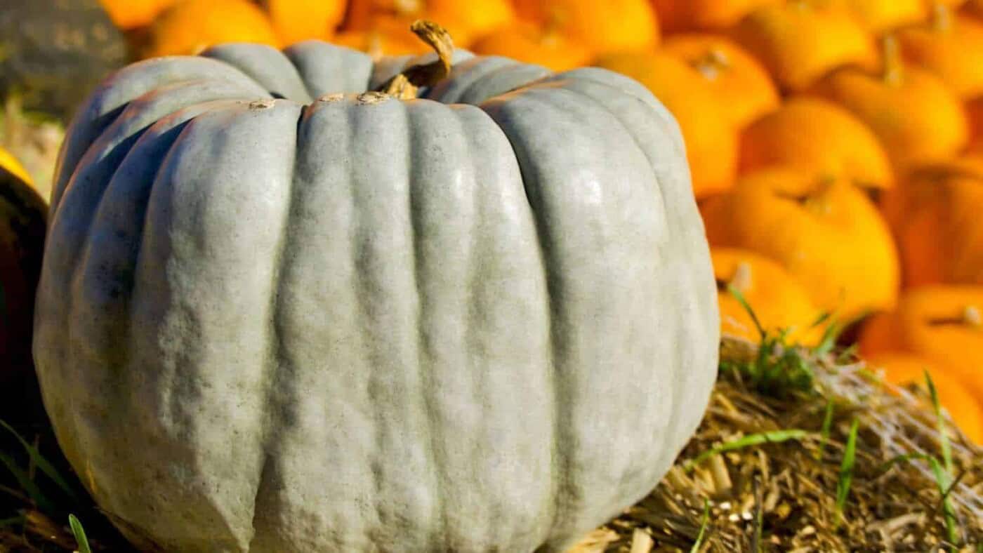 9 Interesting and Unique Pumpkin Varieties to Look for This Fall