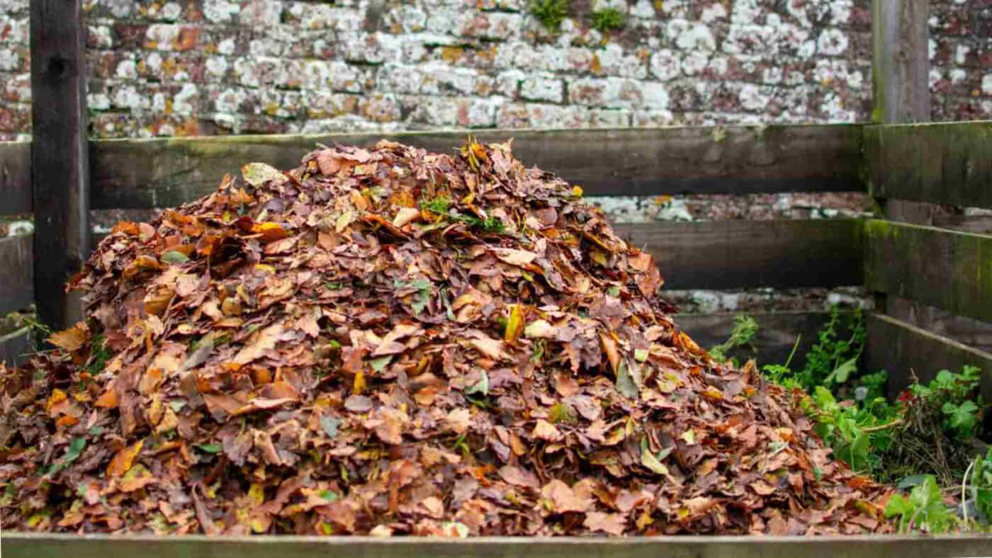 3 Best Ways to Start Composting Fall Leaves Today