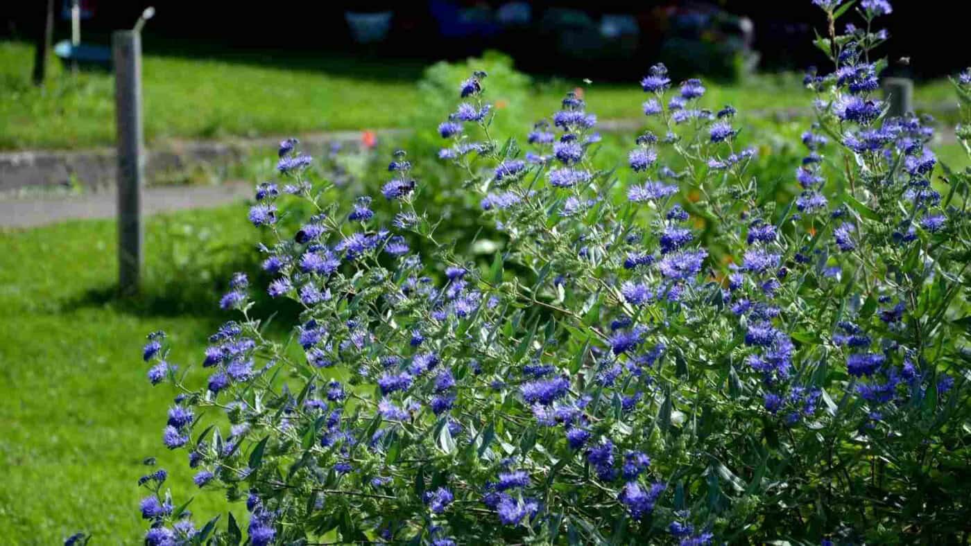 11 Perennials You Shouldn’t Cut Back in Fall