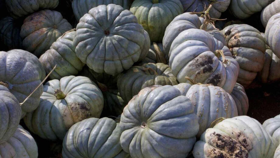 9 Interesting and Unique Pumpkin Varieties to Look for This Fall