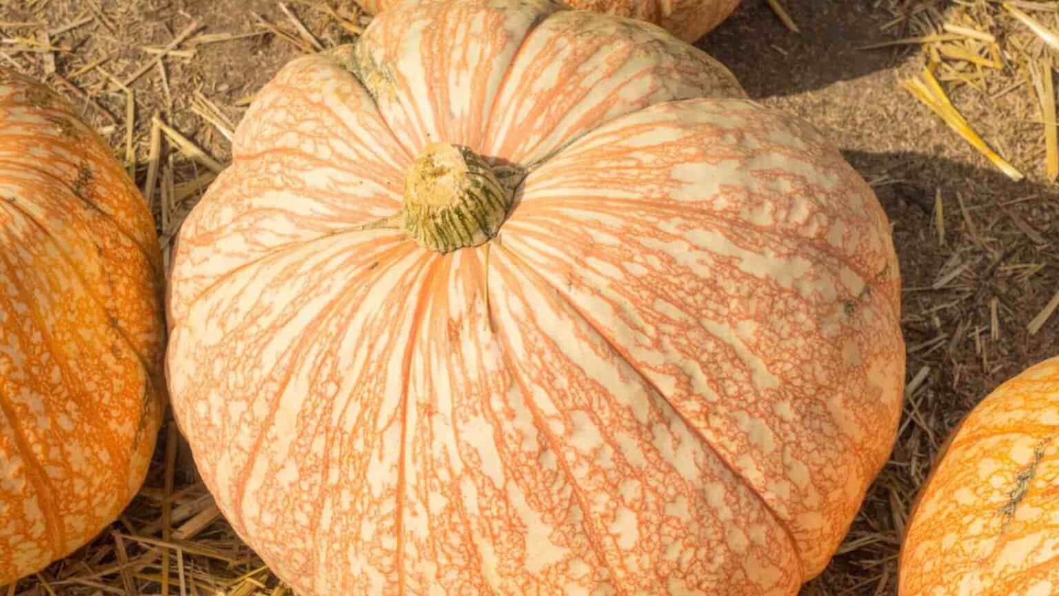 9 Interesting and Unique Pumpkin Varieties to Look for This Fall