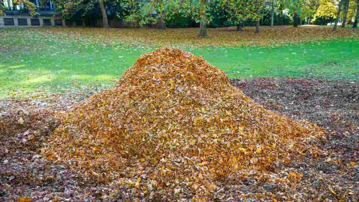 3 Best Ways to Start Composting Fall Leaves Today