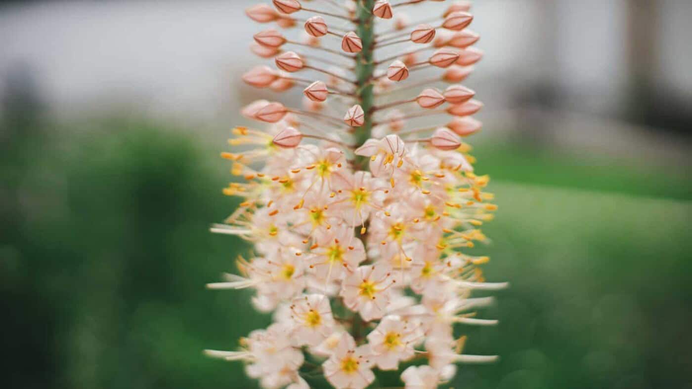 11 Longest Flowering Bulb Varieties to Plant in Fall