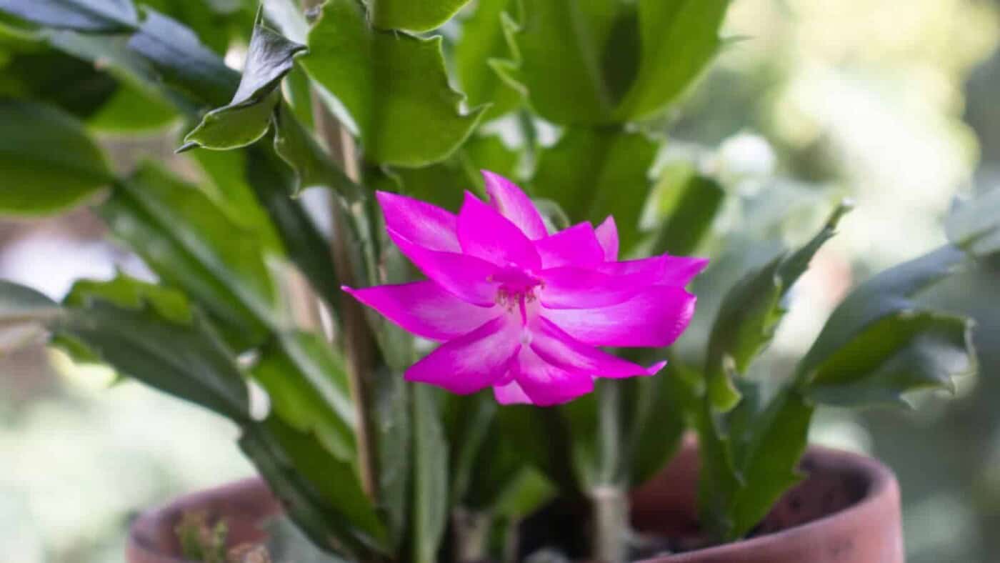 How to Easily Plant, Grow, and Care for Christmas Cactus