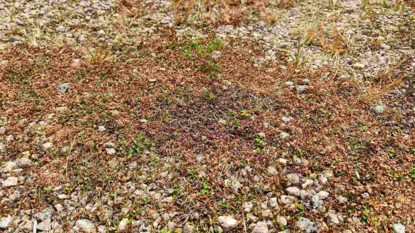 3 Best Homemade Weed Killer Recipes That Are Effective
